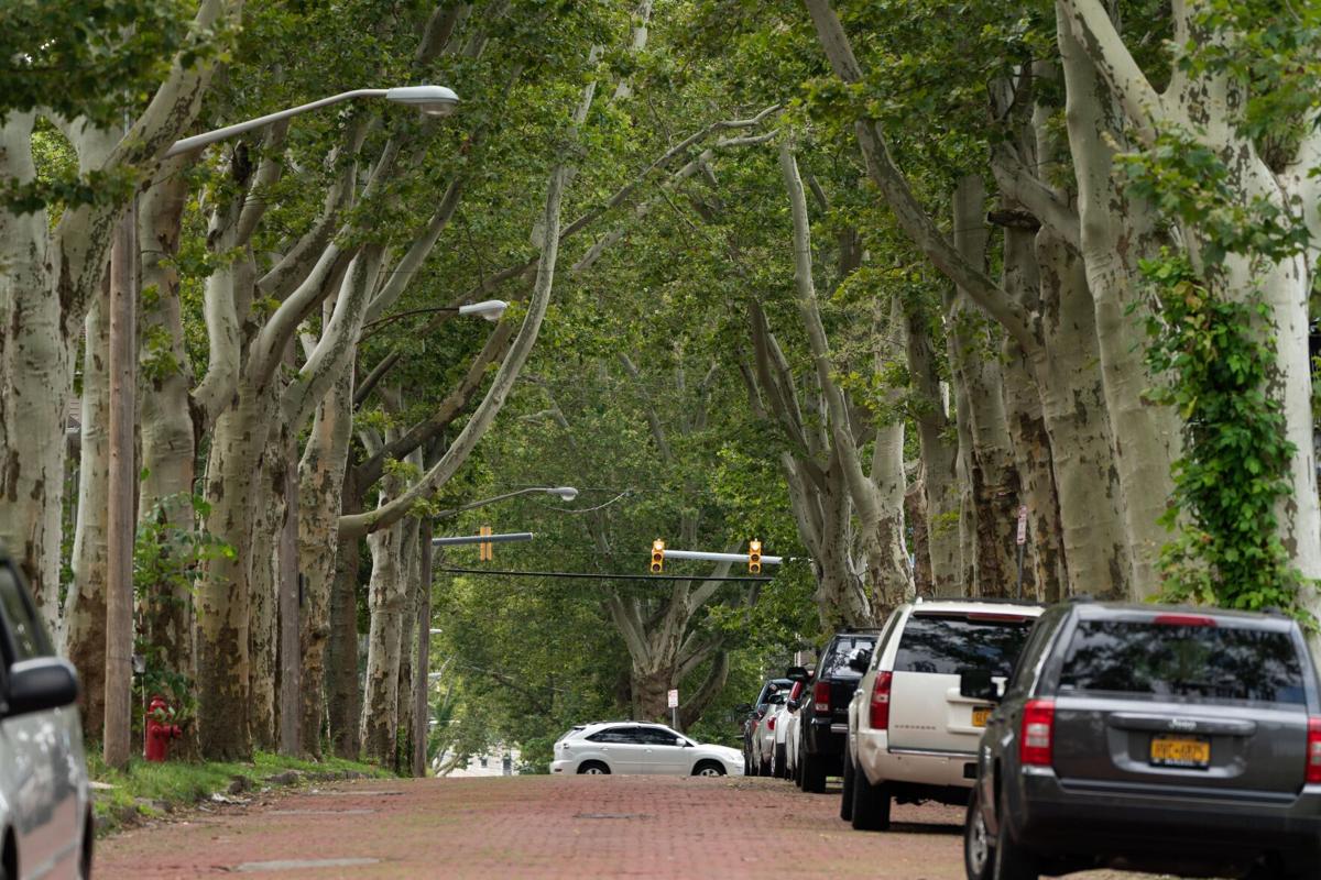 Elizabeth Licata: Inequity extends to Buffalo's tree canopy