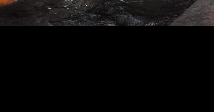 2 rescued 750-pound pigs find new home at Asha Sanctuary