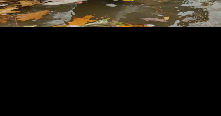 Outdoors calendar: South Zone crossbow season begins and more