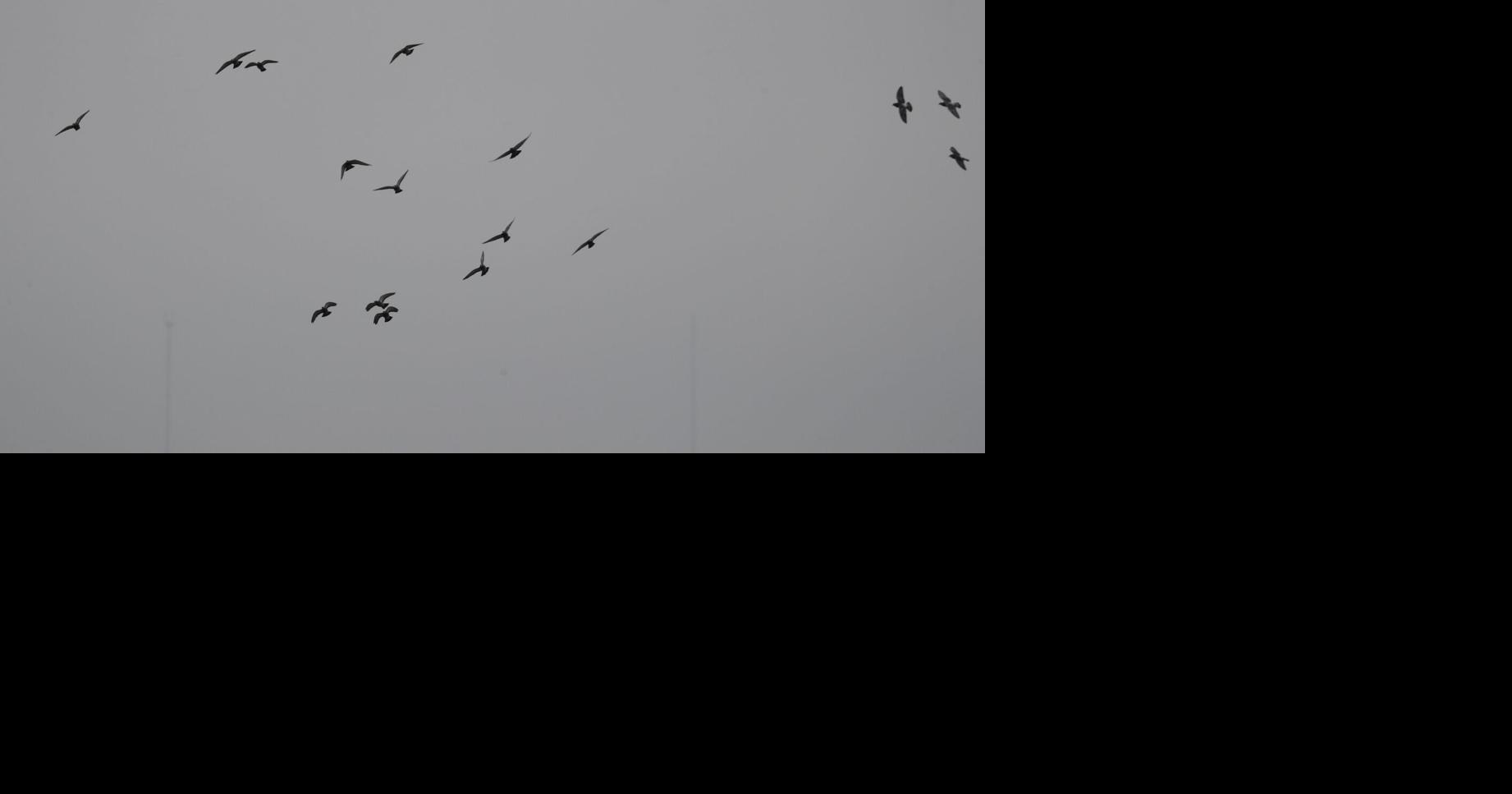 Birds of a feather festival Niagara River Ontario Expo