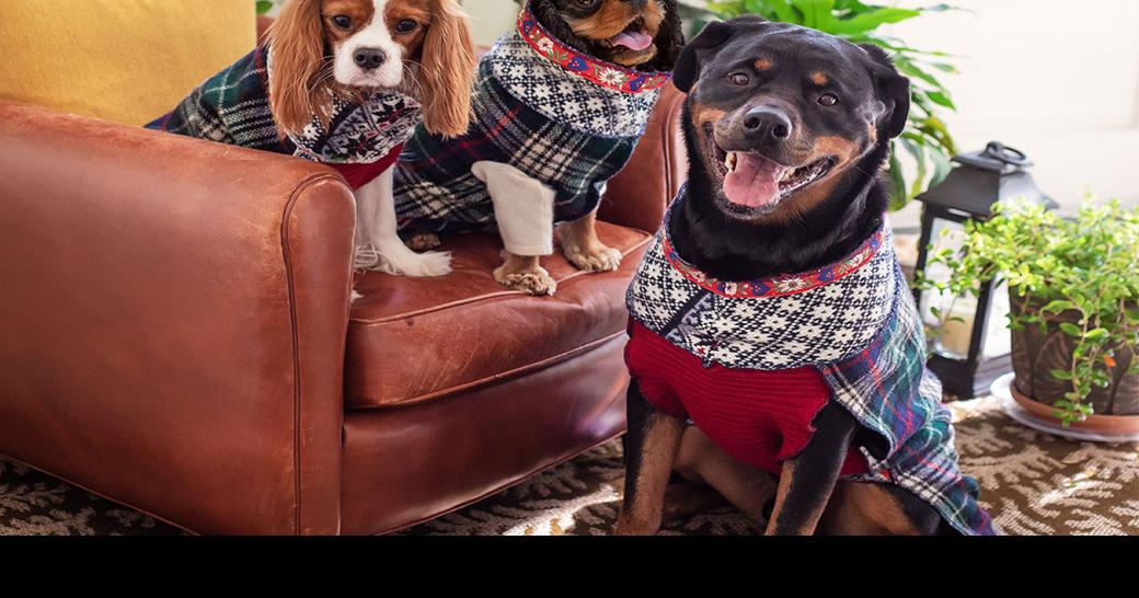 Pawsitively perfect pet gifts