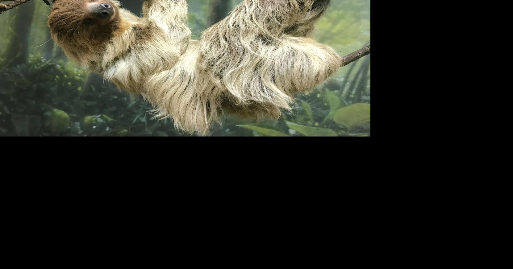 Buffalo Zoo's two-toed sloth, Ethel, passes away