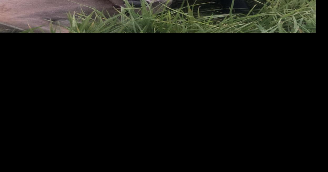 kenna carmody delevan deer hunting