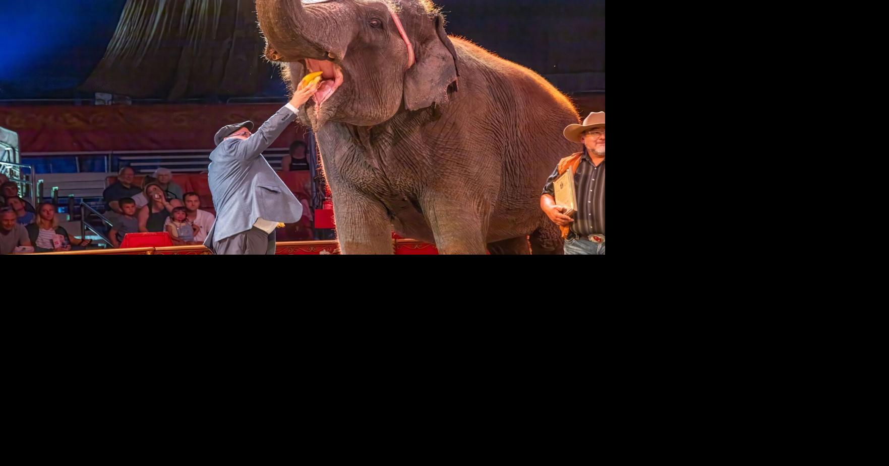Viola, 'retired' Circus World elephant, still performing