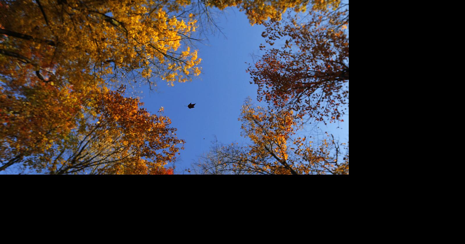 A fall morning at Reinstein Woods Nature Preserve
