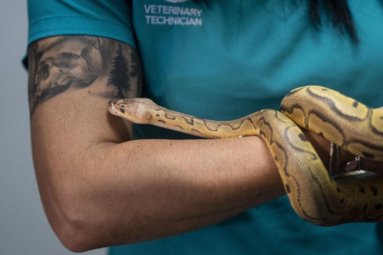 Snakes found at Delta Sonic Car Wash in Amherst get new digs