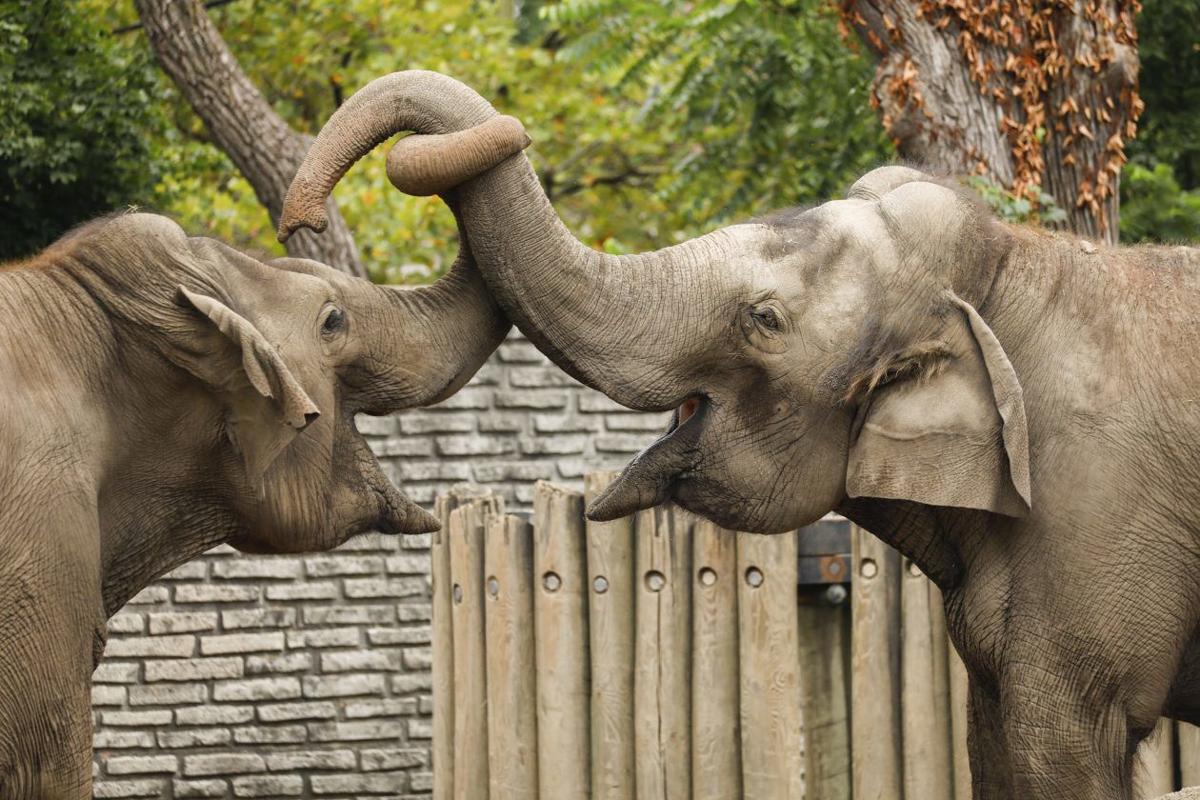When you cross elephants with local news anchors, it's unforgettable