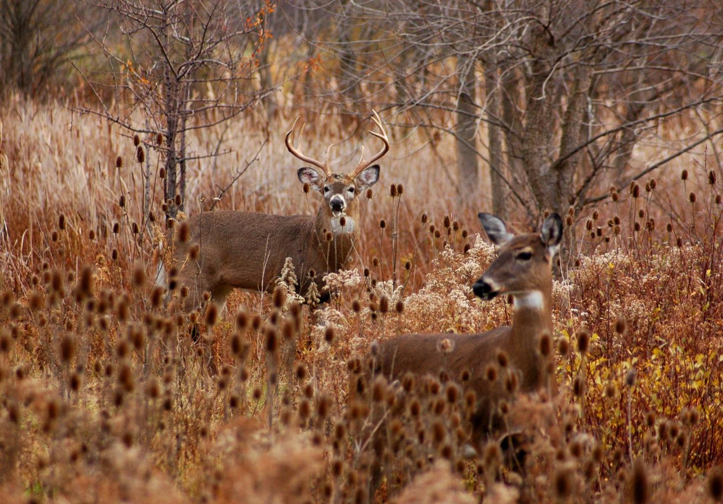 Figuring out the whitetail rut for big game hunters