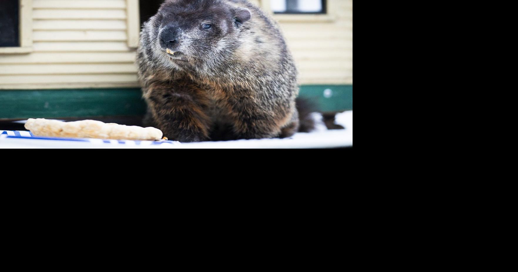 The lighter side of The News: Groundhog Day times three