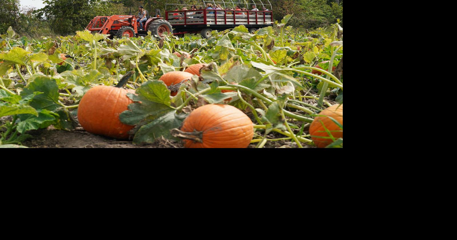 Fall family fun on the farm: Pumpkins, hayrides, animals