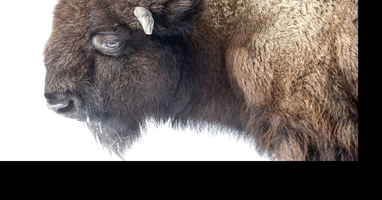 On a Great Plains bison range, the majestic symbol of our own Buffalo