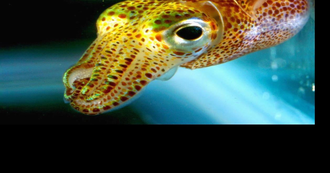 Squid study holds clues to bacteria's role in regulating circadian rhythms