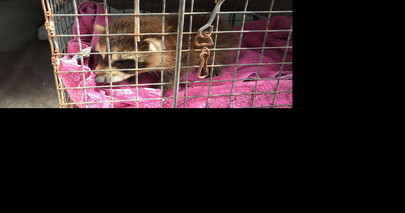 Raccoon bait laced with rabies vaccine to be distributed