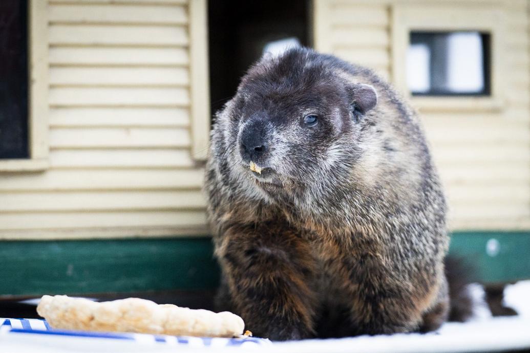 Dunkirk Dave celebrates Groundhog Day tradition