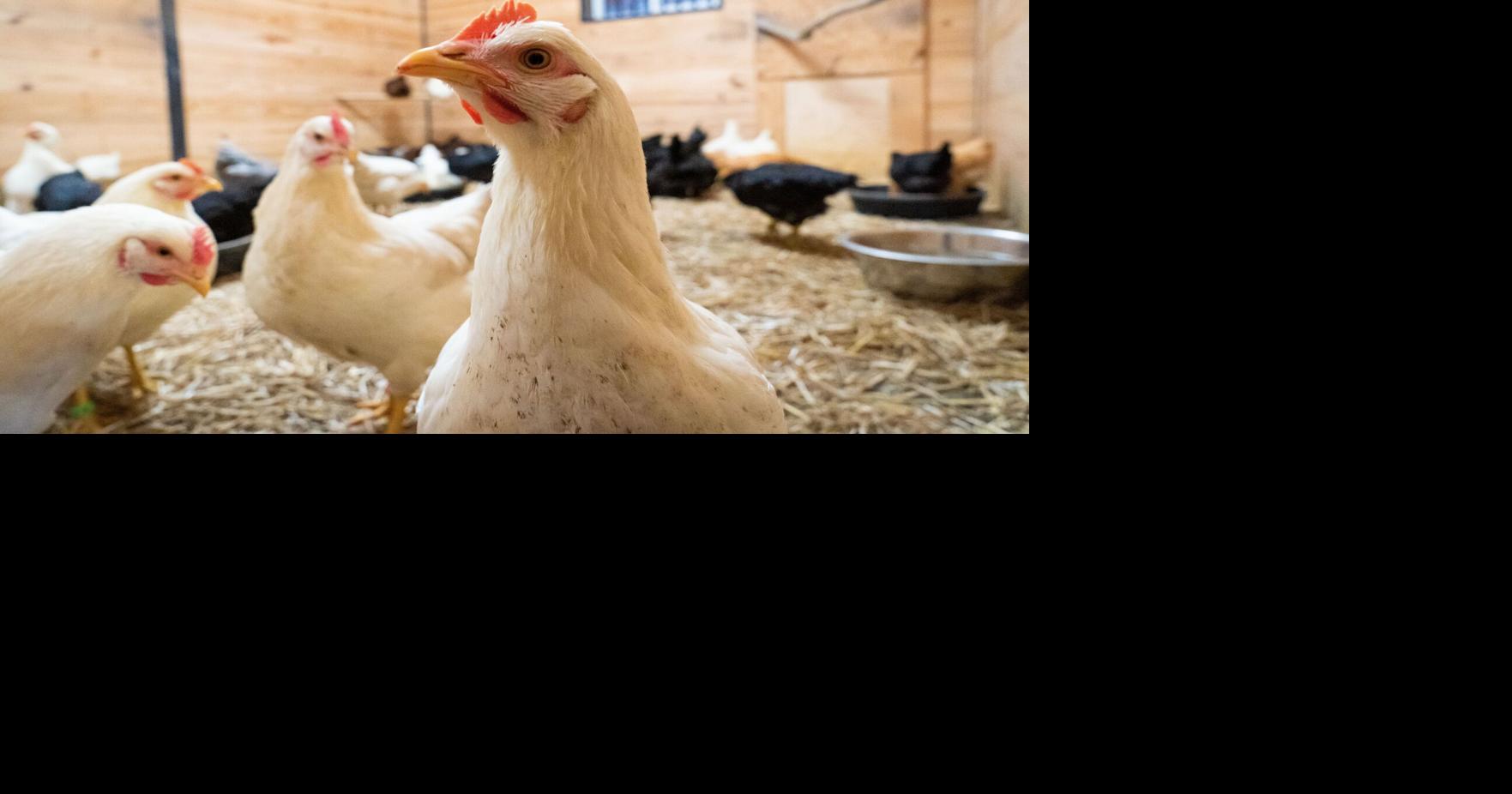 150 animals found living in squalor at Cheektowaga home