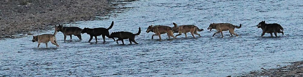 Nature Watch: Yellowstone ecosystem benefiting from wolves’ return