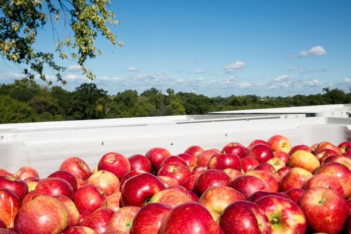 Not Honeycrisp, it's Pazazz. Buffalo gets sneak peek of new apple