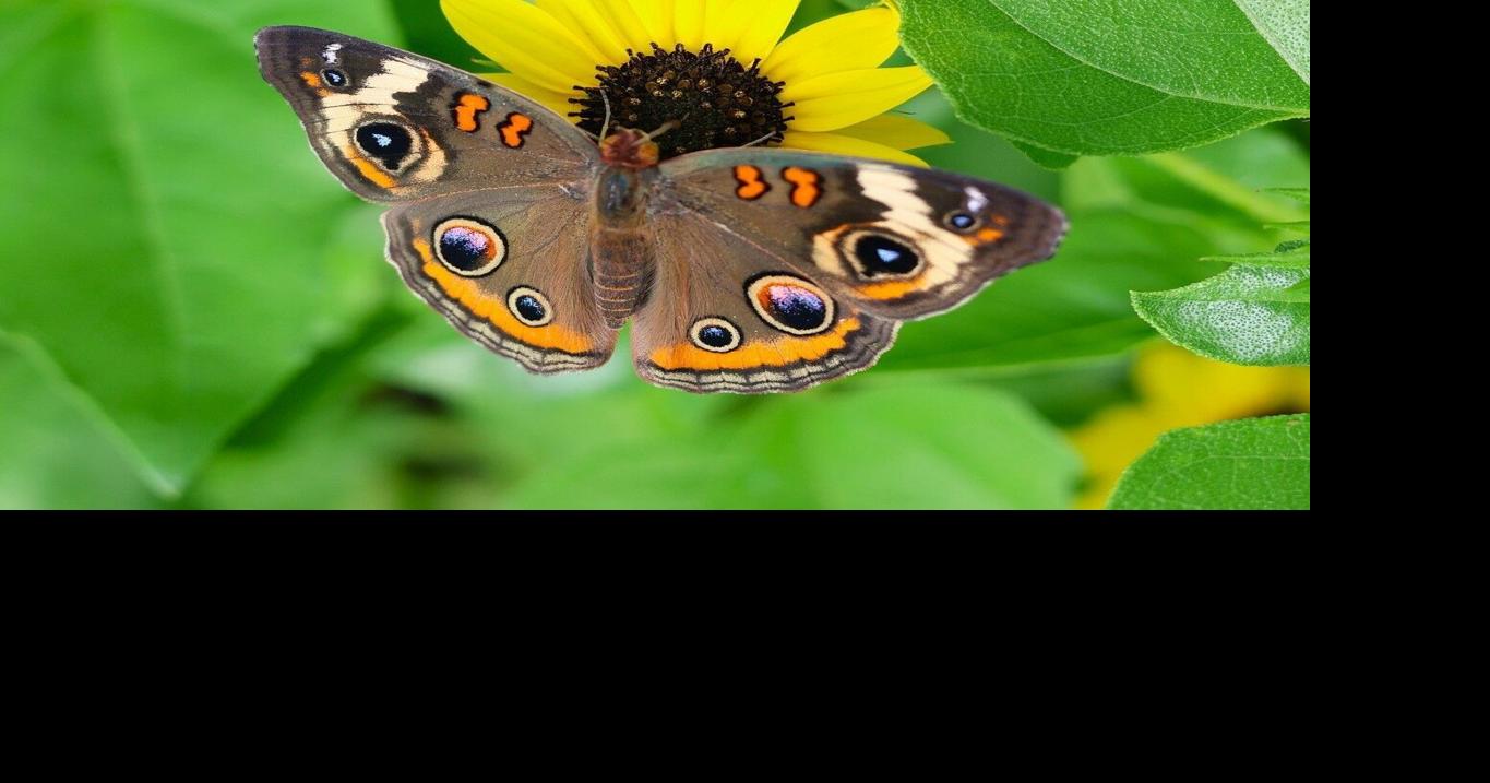 Things to Do: Botanical Gardens butterflies, George Strait