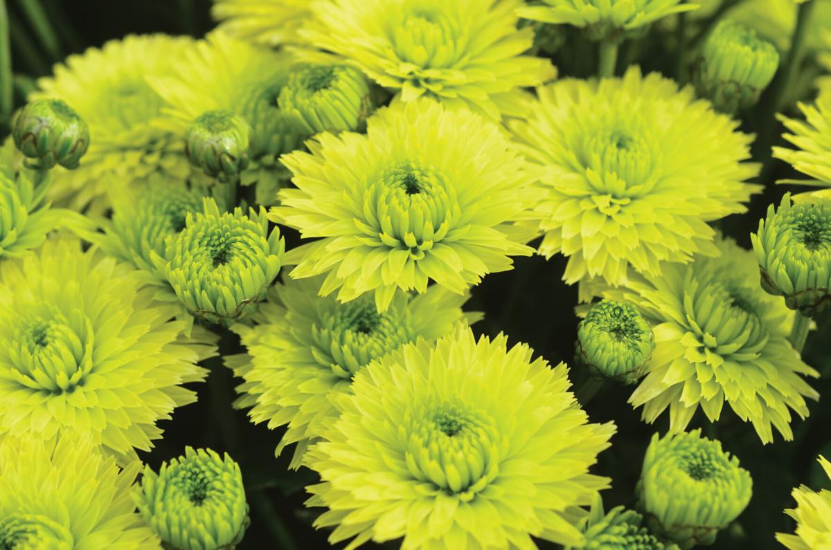 Plant With Showy Flowers 6 Letters | Best Flower Site