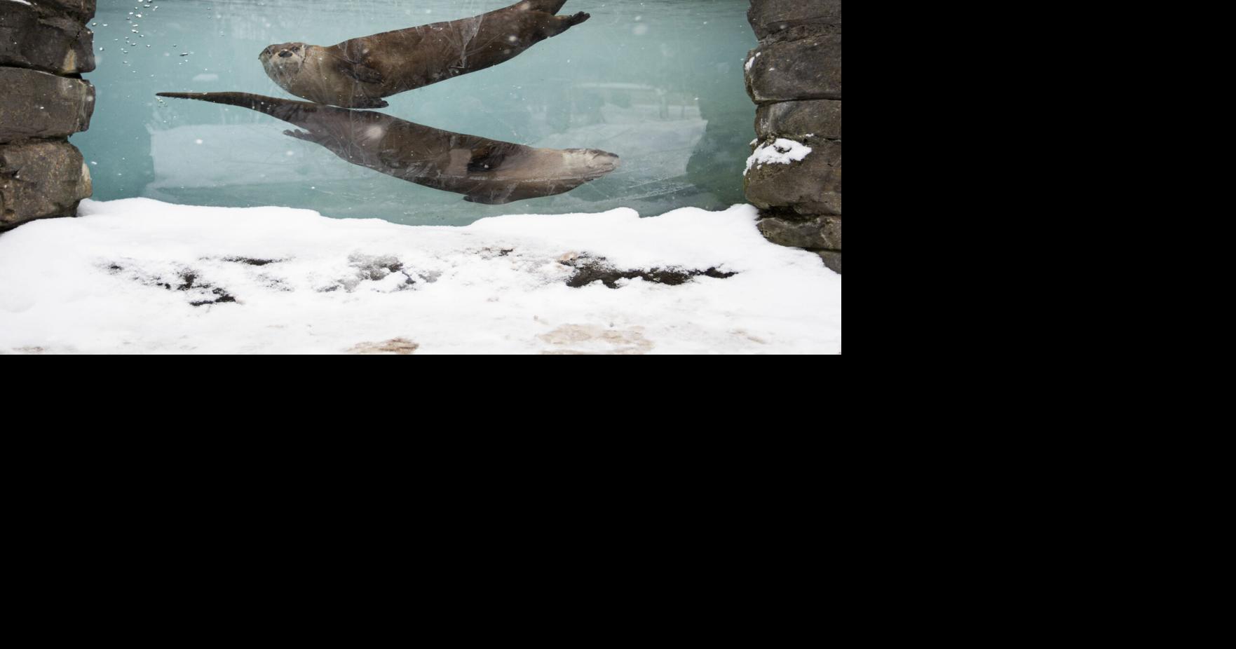 Otters