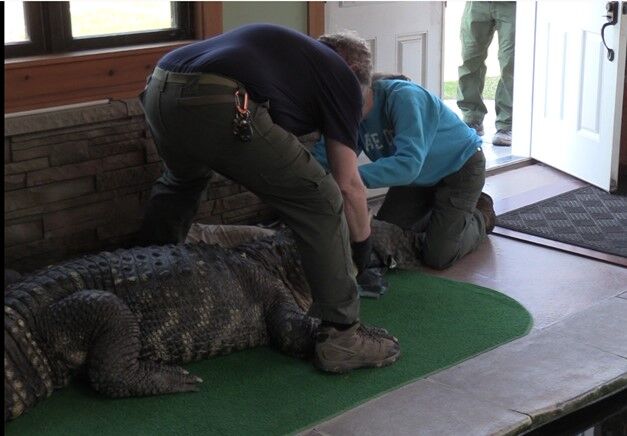 11-foot, 750-pound alligator seized from Hamburg, NY, home