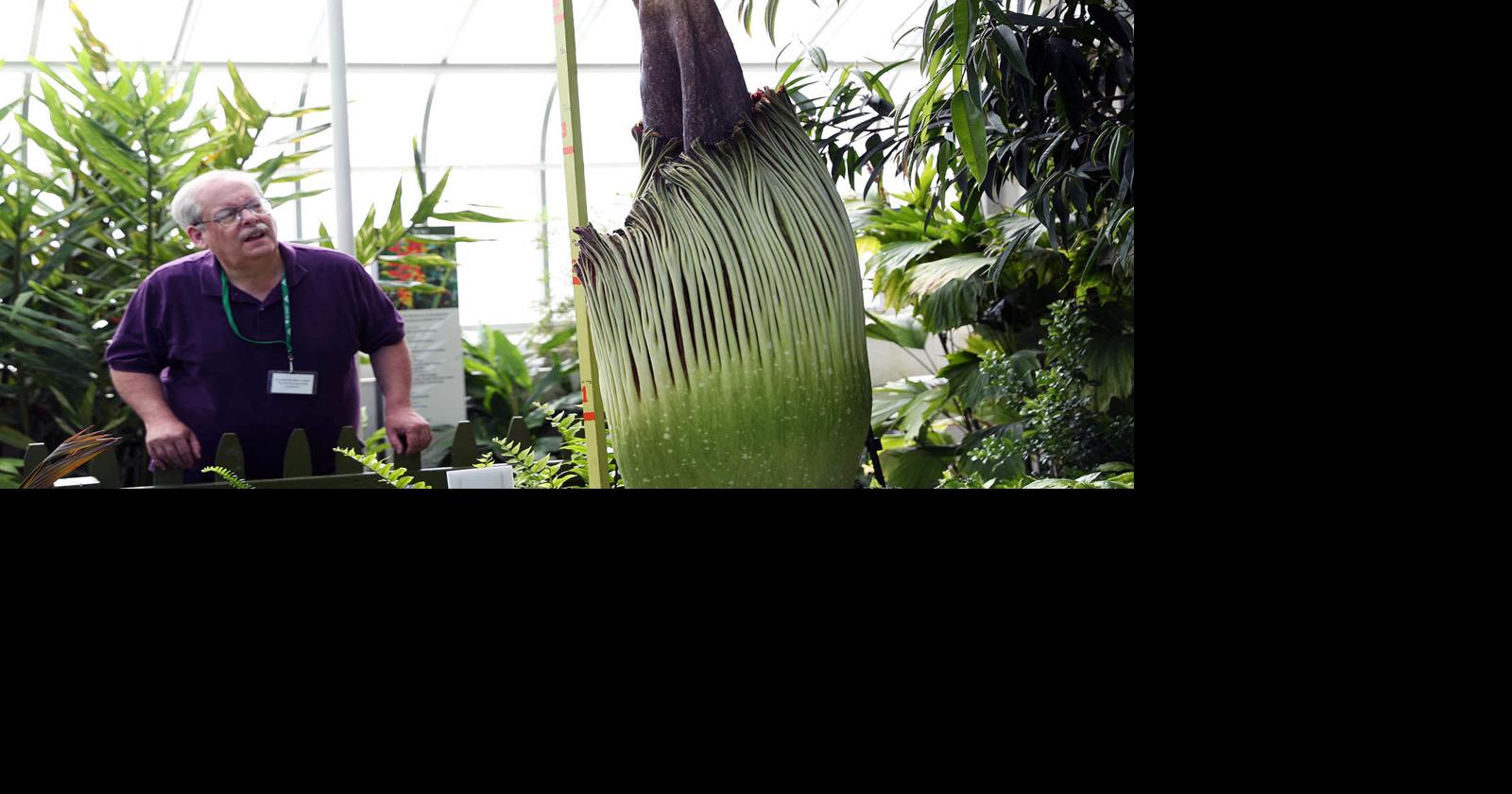 'It's disgustingly beautiful': Morty the corpse flower is in bloom at ...