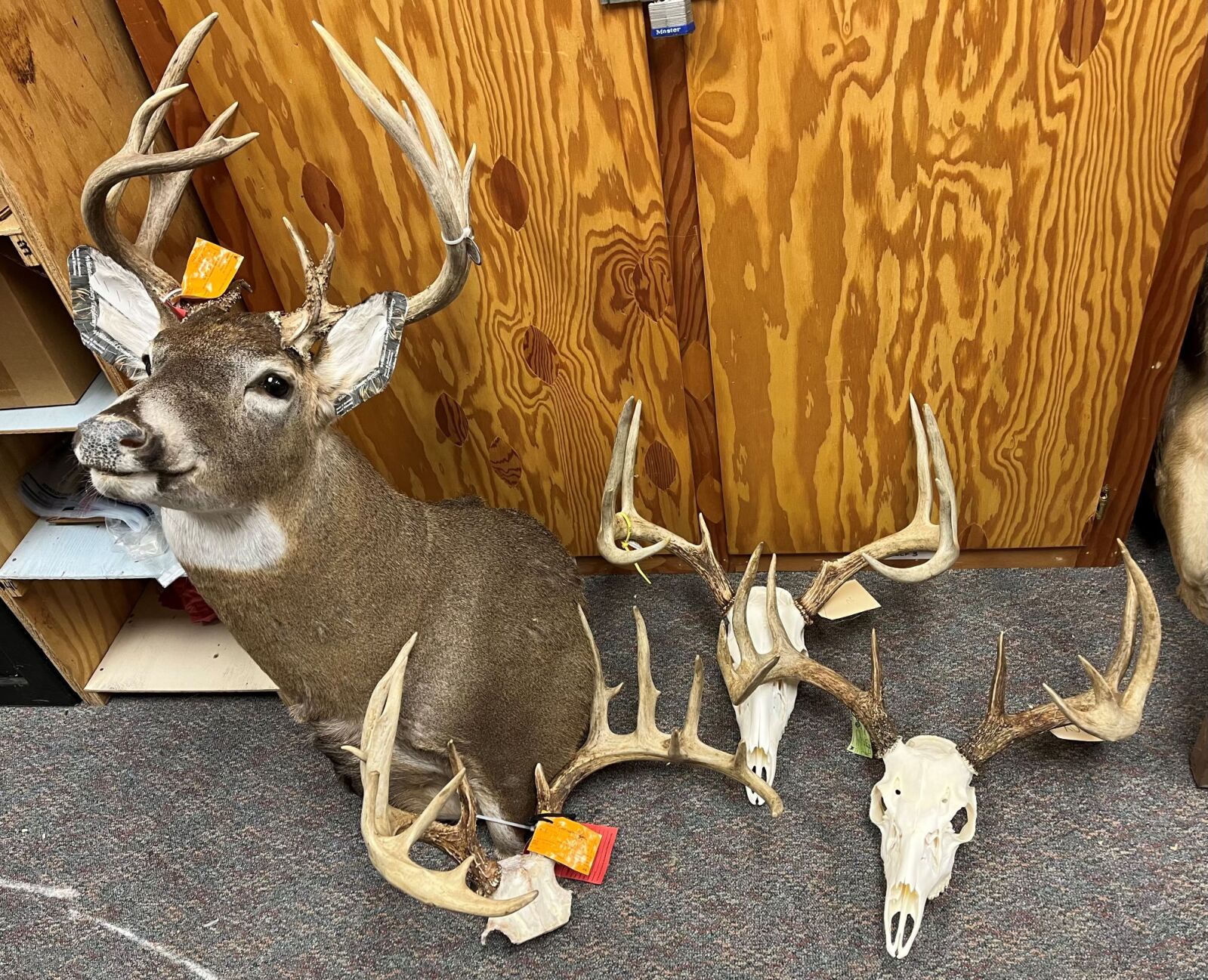 Attica man admits guilt in WNY deer poaching incidents