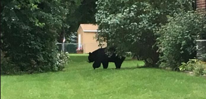 You should also practice social distancing – with bears