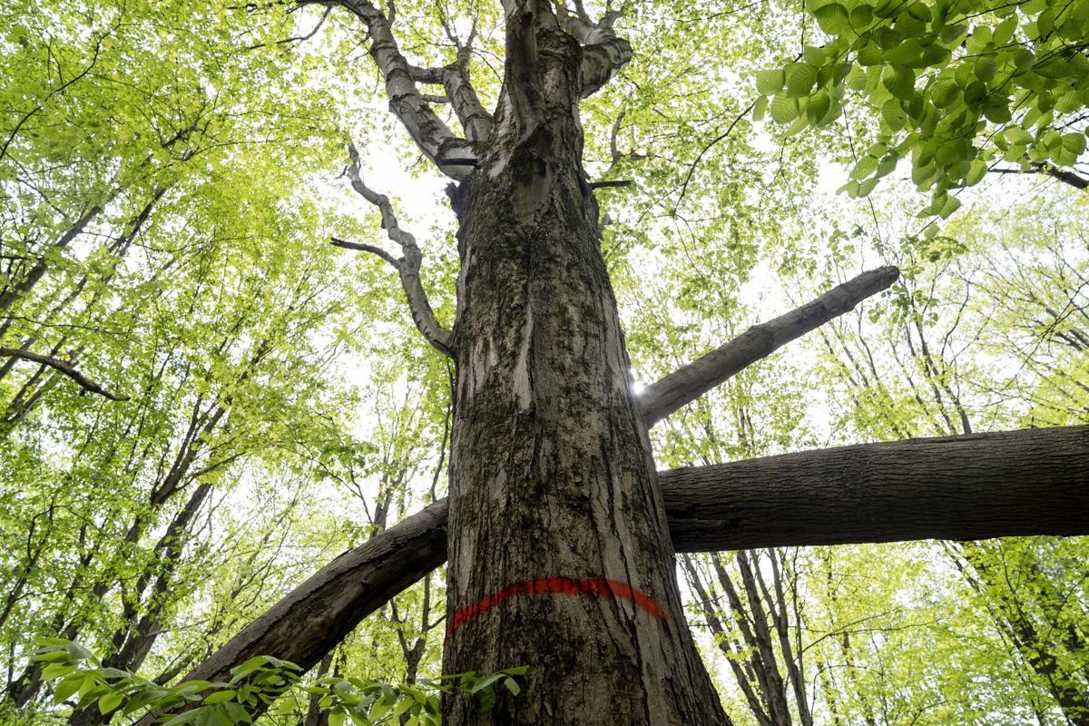 Logging in Zoar Valley put on hold by state DEC