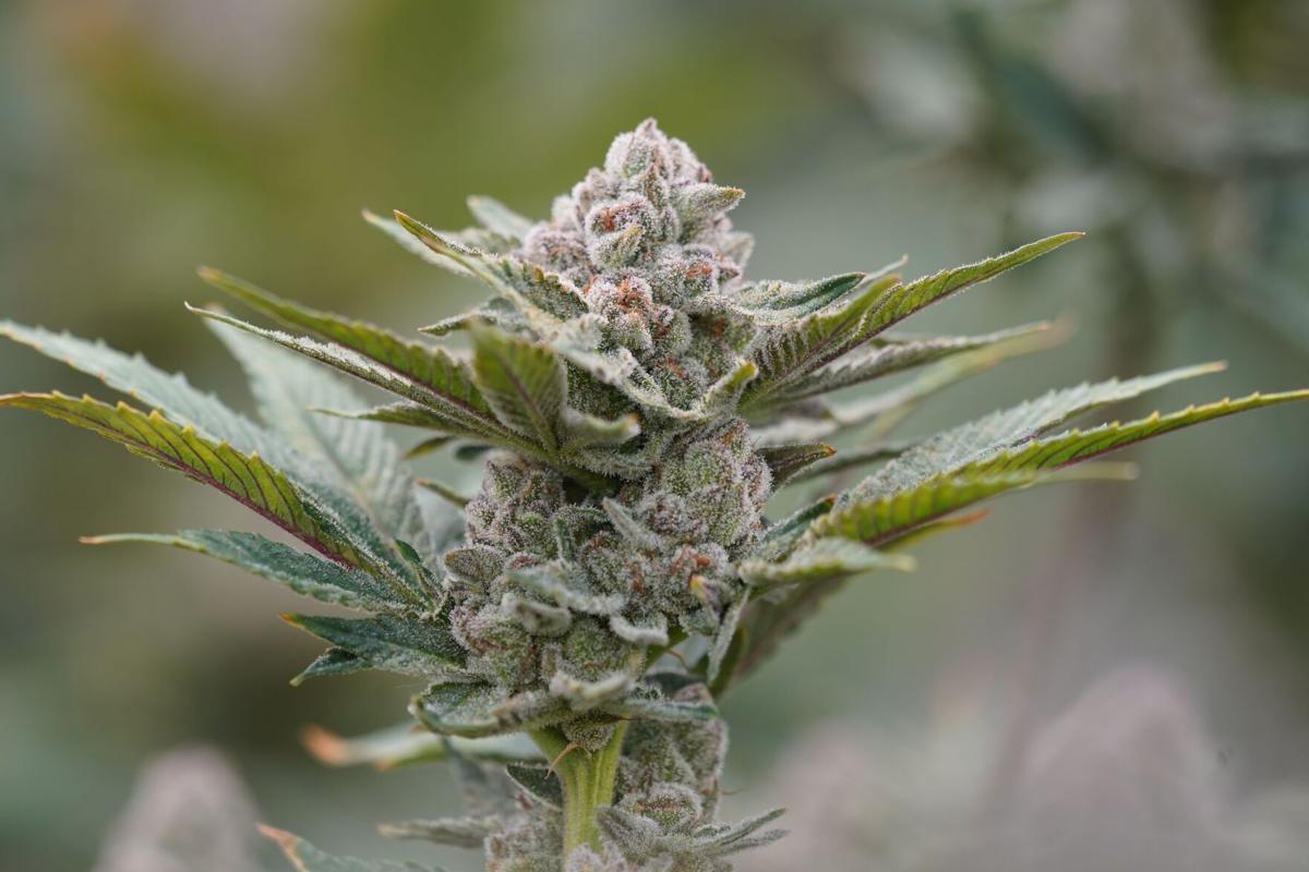 NY State cannabis office gets new leadership