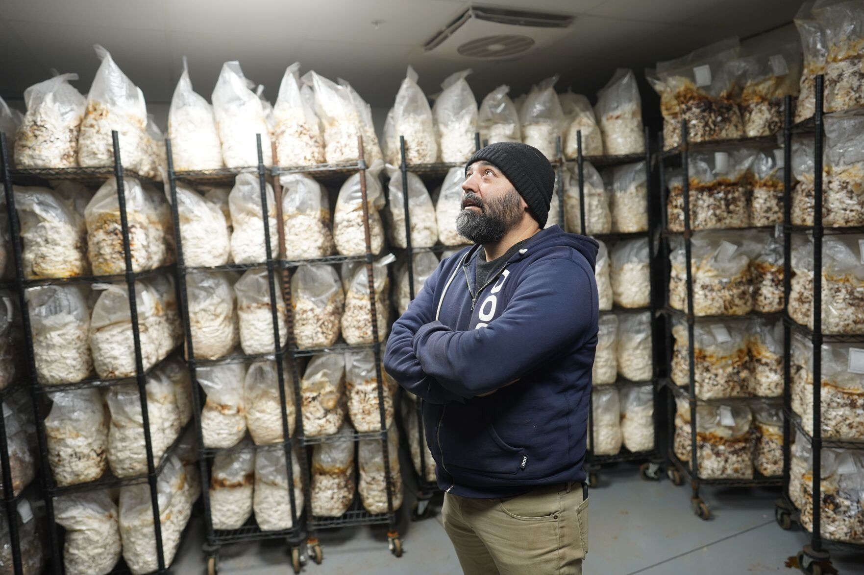 Flat 12 mushrooms plans to move to bigger Northland facility