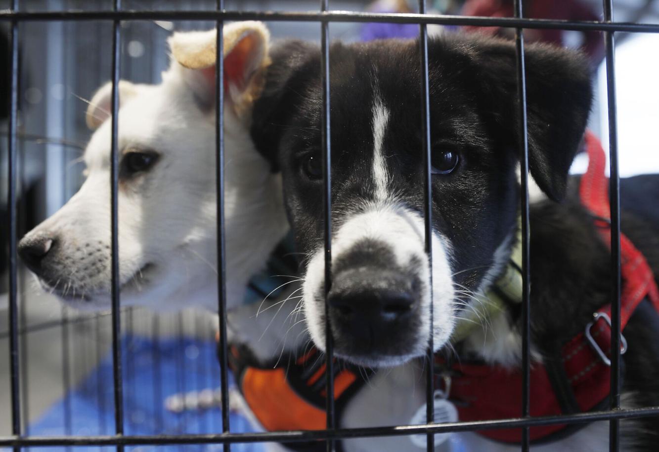 Buffalo dog rescue founder shares her love for canines