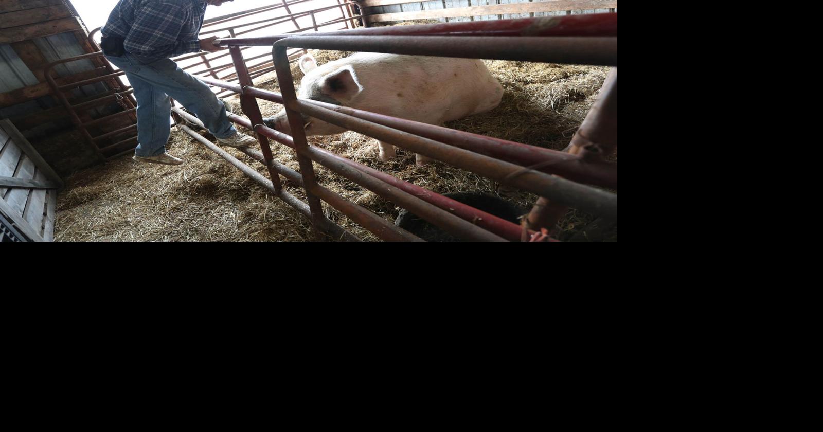 Meet brothers Trevor and Jack, two 700-pound pigs