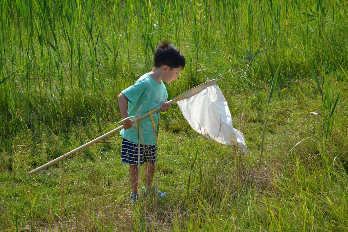 Cricket cookies, sweep netting, insect fossils and more at Tifft's ...