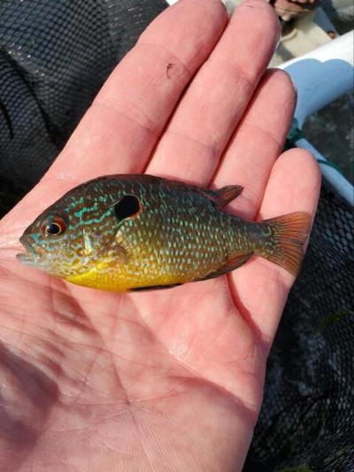 Last-ditch efforts underway to save northern sunfish