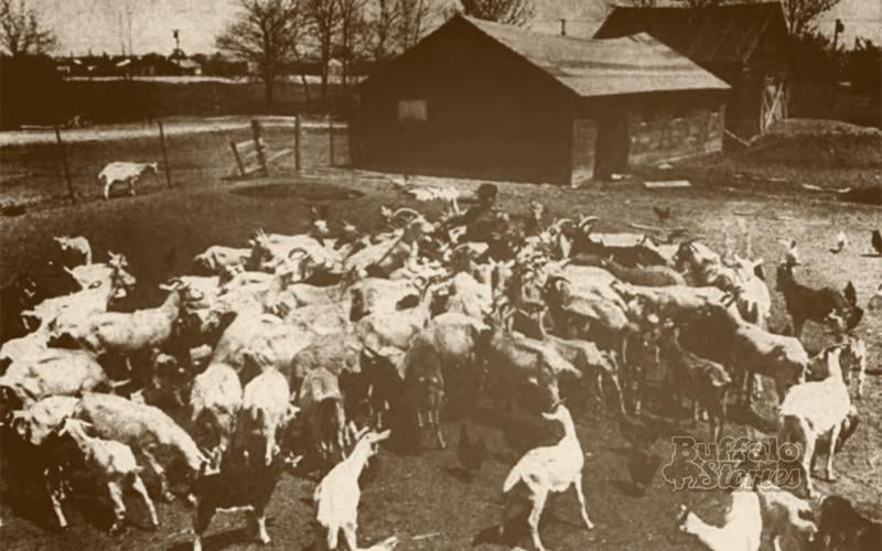 Before the Great Blue Whale, Popcorn Charlie’s Tonawanda goat farm