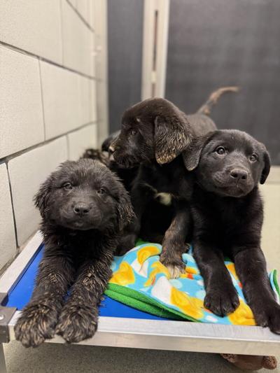 32 dogs and pups rescued from Hamburg home