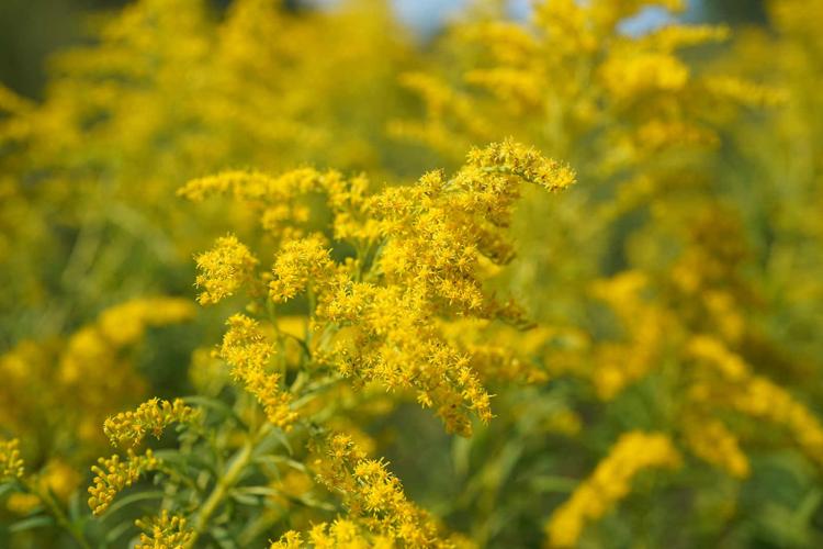 Great Gardening: The glorious flowers of fall