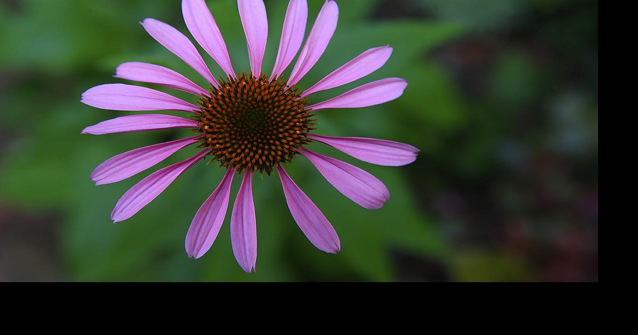 Garden Walk Buffalo: Five things to know if you go