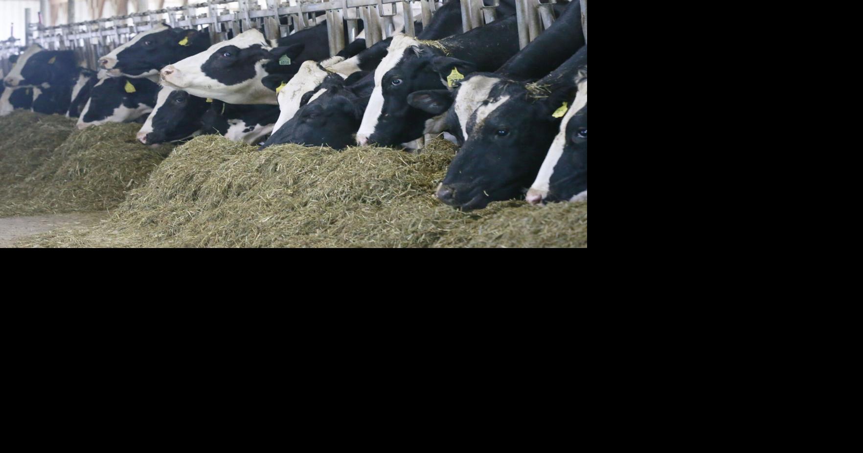 Good Morning, Buffalo: Creature comforts for cows on first generation ...