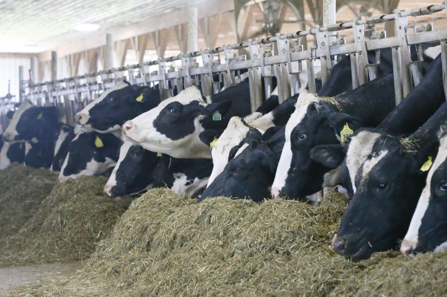 Good Morning, Buffalo: Creature comforts for cows on first generation ...