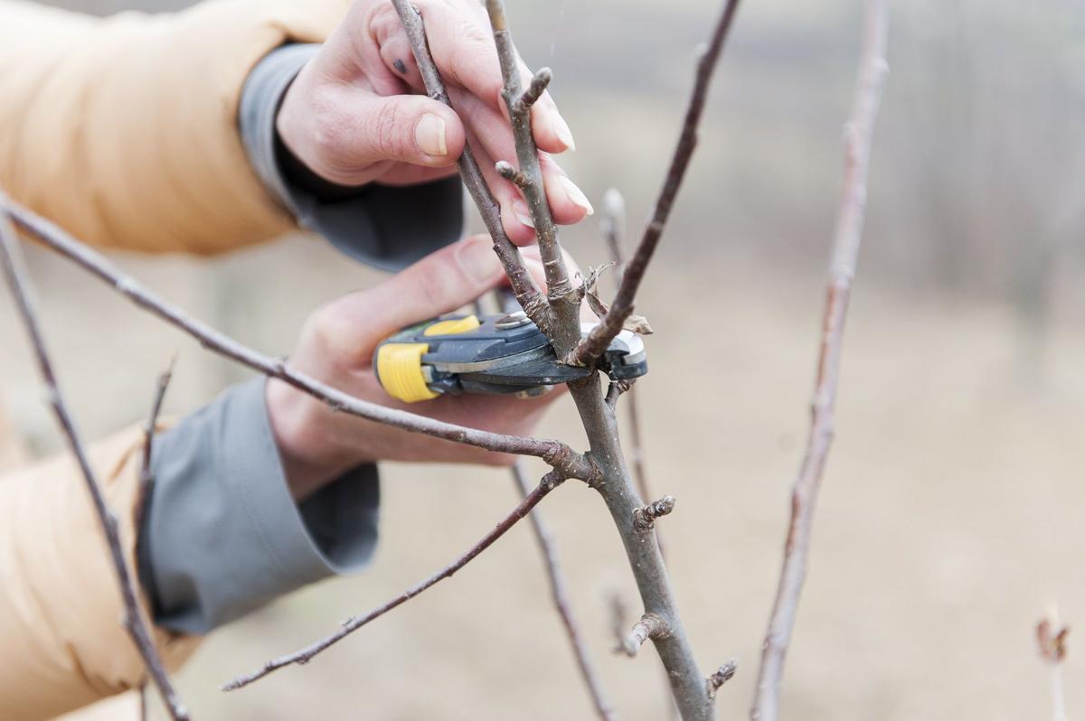 Pruning guide: Why? When? How? | Home & Garden | buffalonews.com