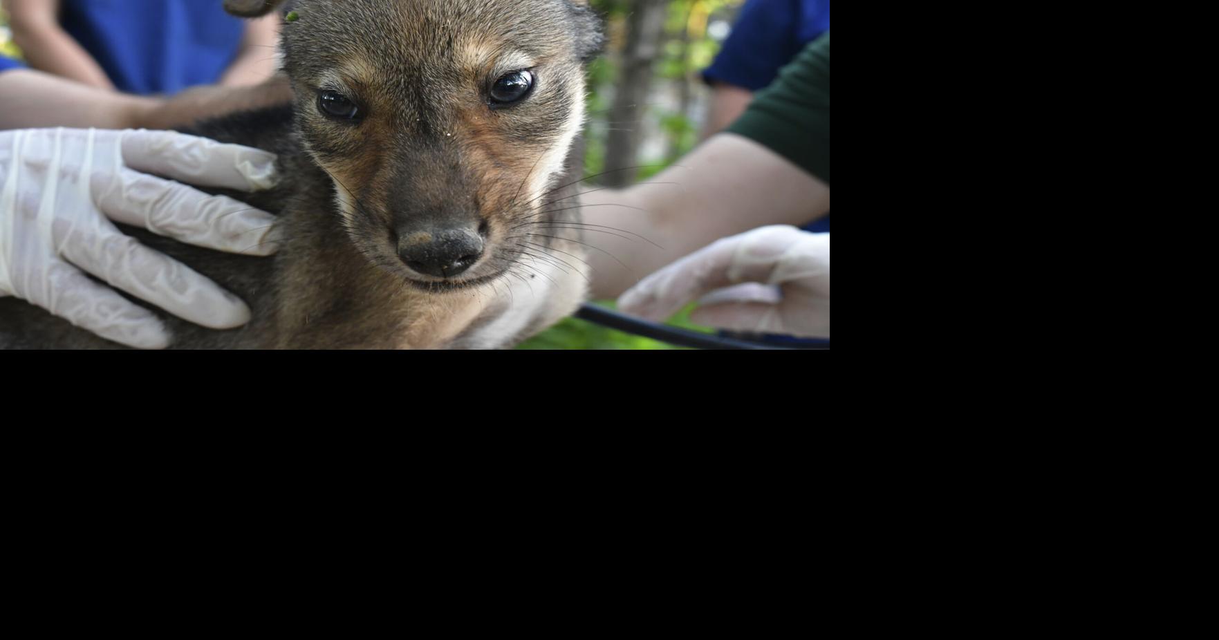 Hidden riders are sabotaging biodiversity