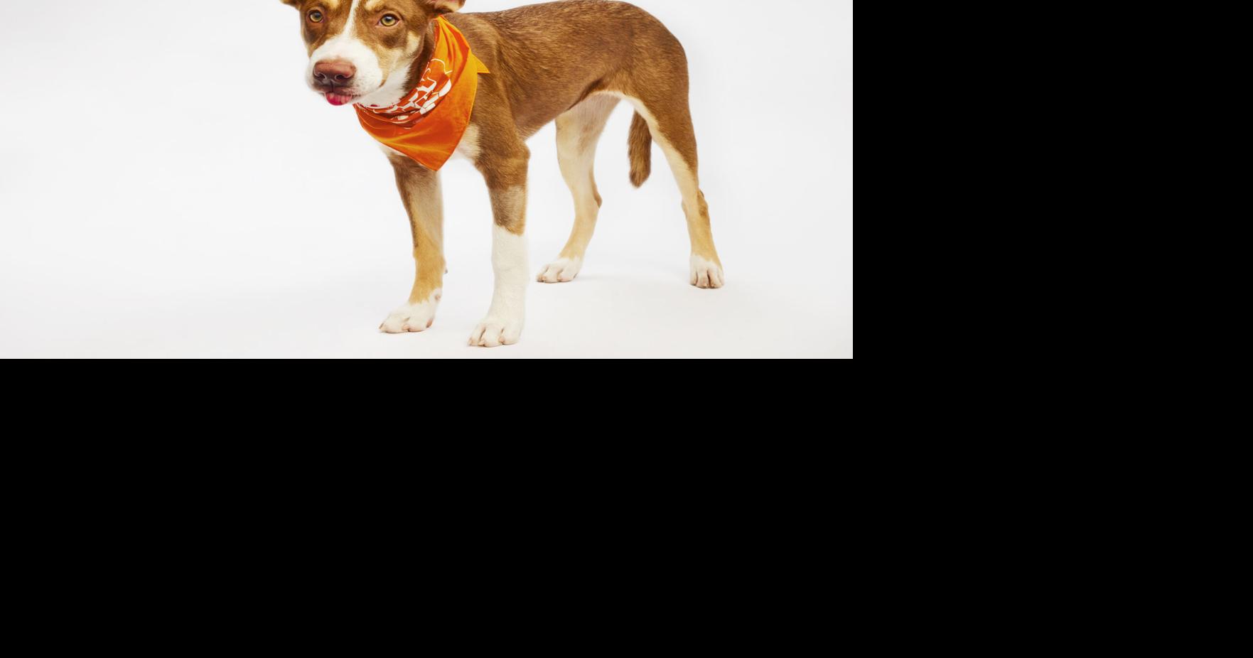 Lightning Puppy Bowl 2025.jpg