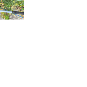 Erie County deputies discover alligator