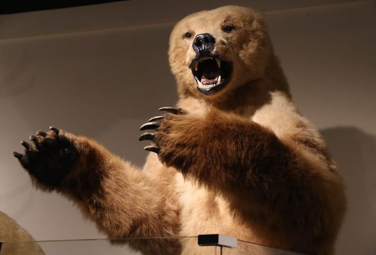 100+ Things: From Stuffy to Yum, explore Buffalo Museum of Science