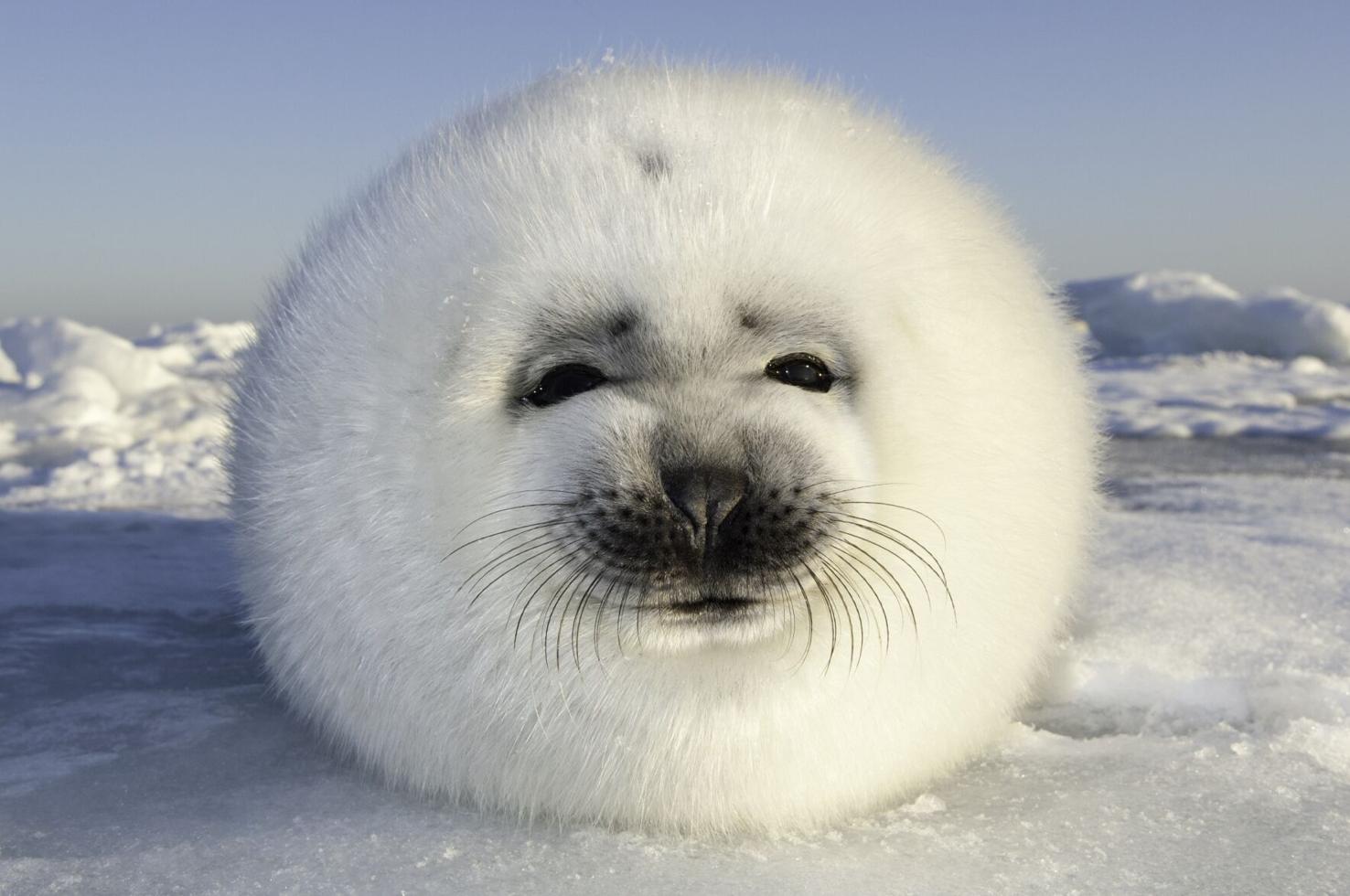 'Arctic - A Man Under the Ice' immerses visitors with a sense of awe ...