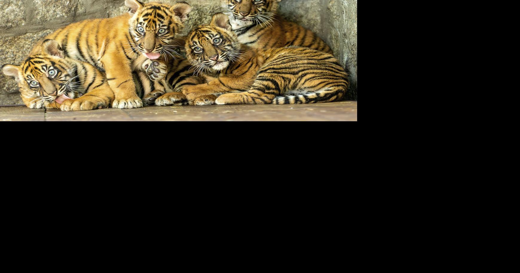 Polish zoo celebrates birth of 4 endangered Sumatran tigers