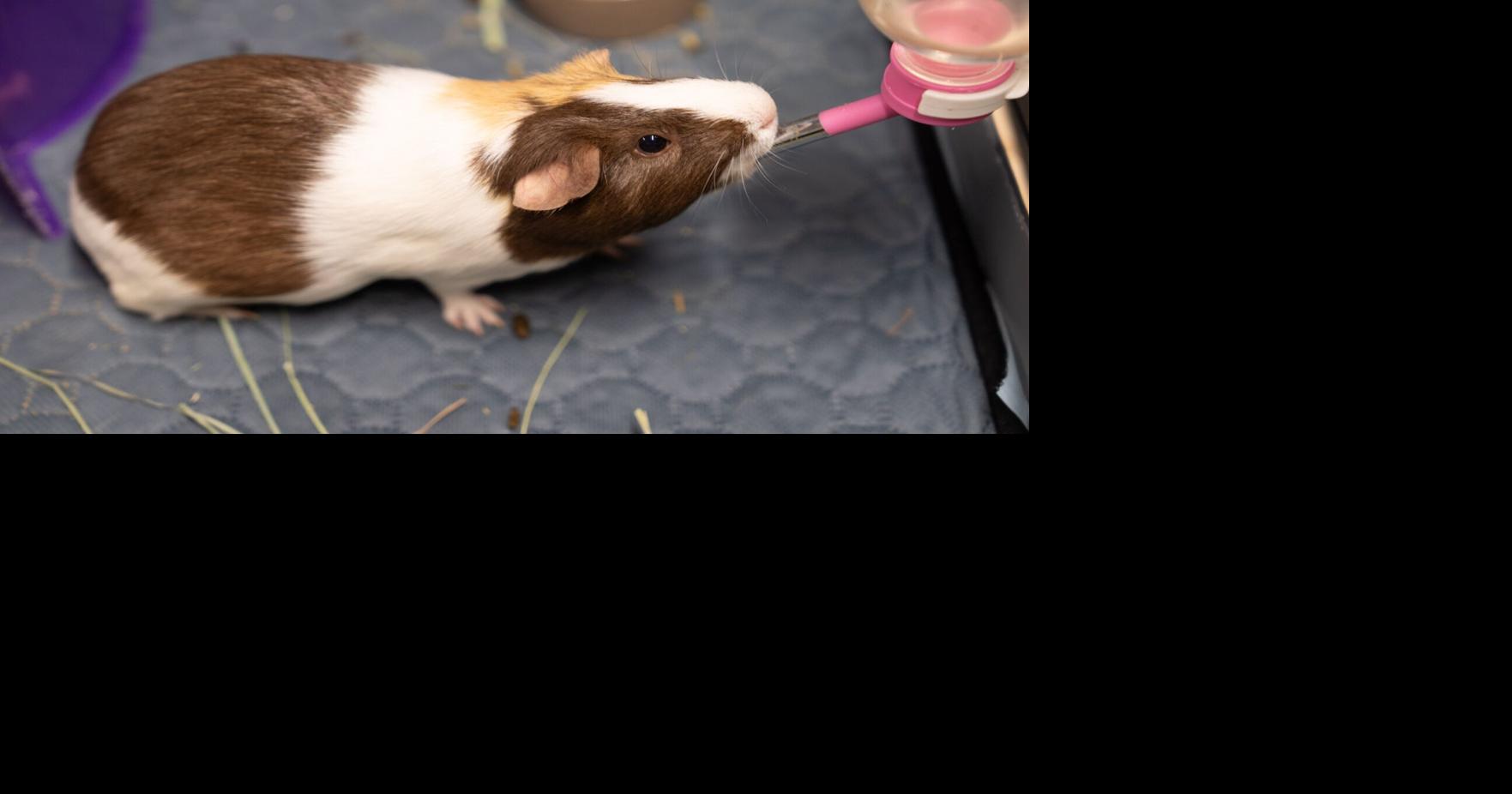 Buffalo Guinea Pig Mafia seeks help from donors and adopters