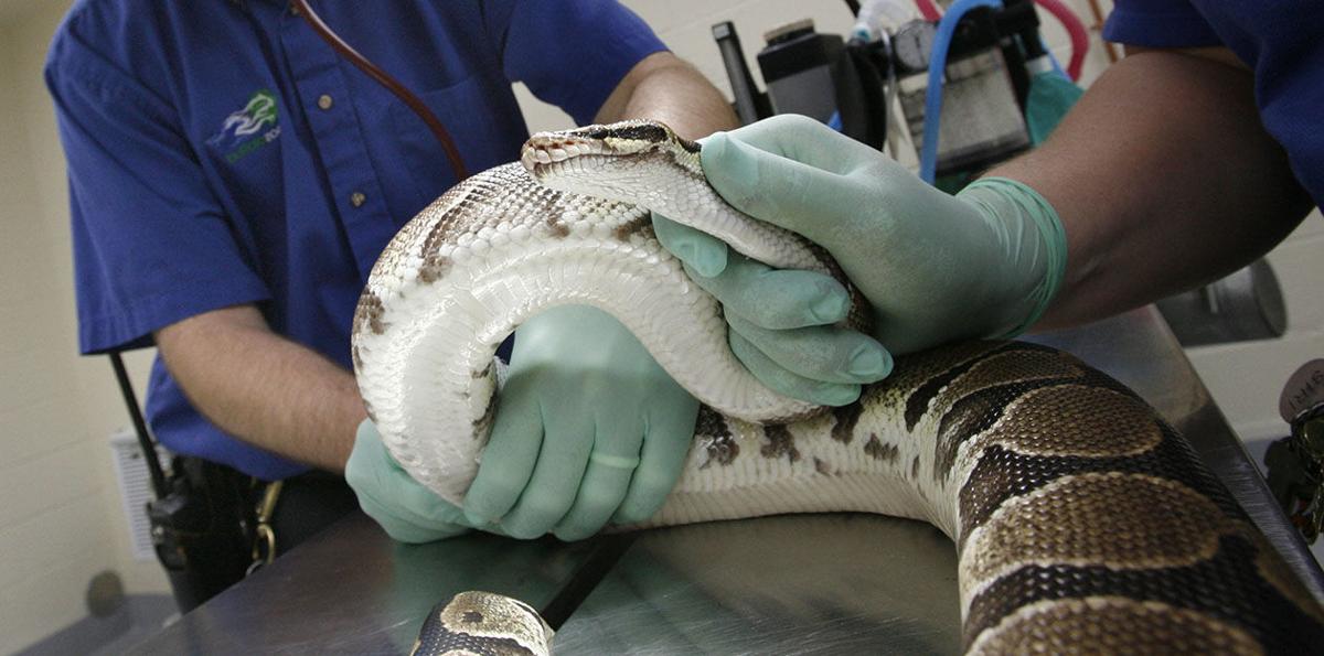 Snakes in a box, snakes in socks land Chinese man in court